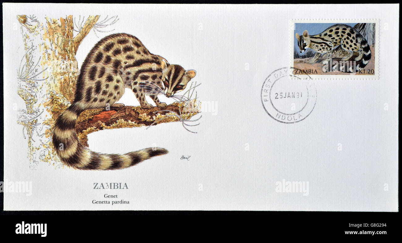 Genetta pardina Banque de photographies et d’images à haute résolution ...