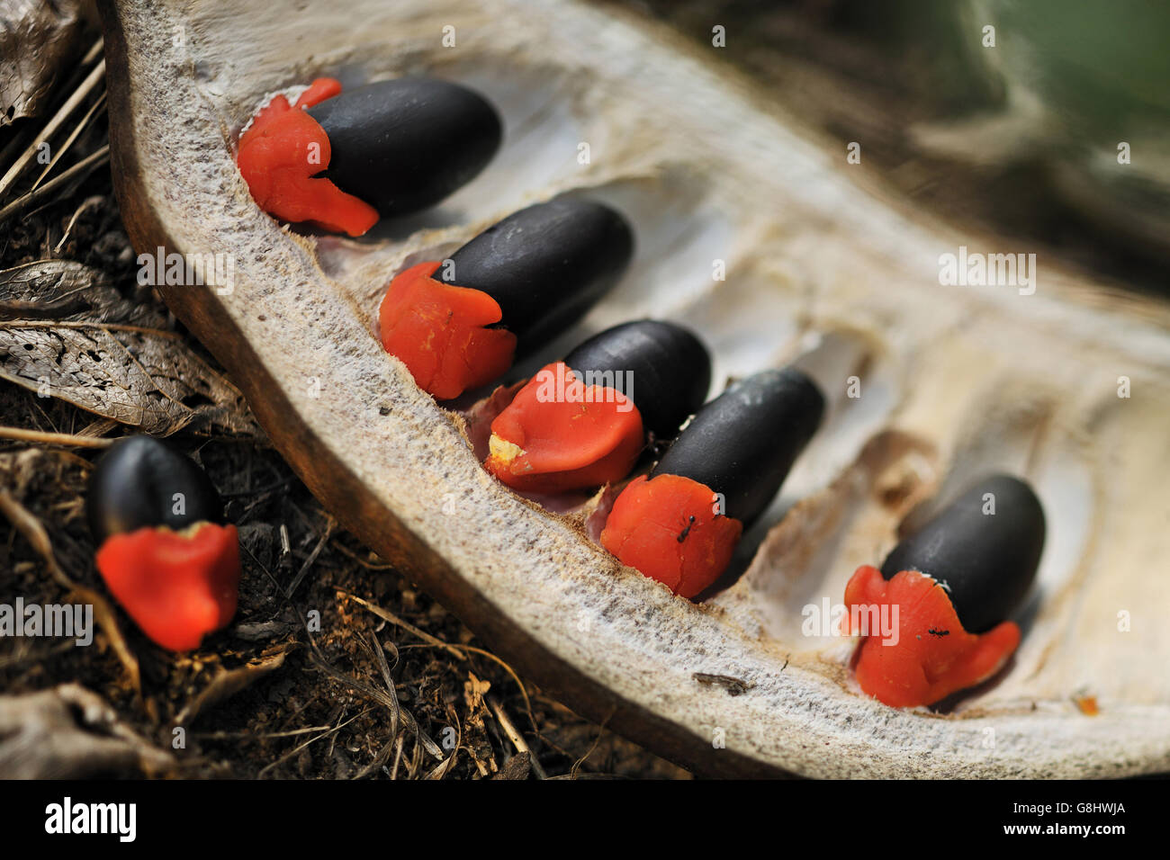 Acajou Pod pod en graines, Tembe Elephant Park, Maputaland, KwaZulu ...