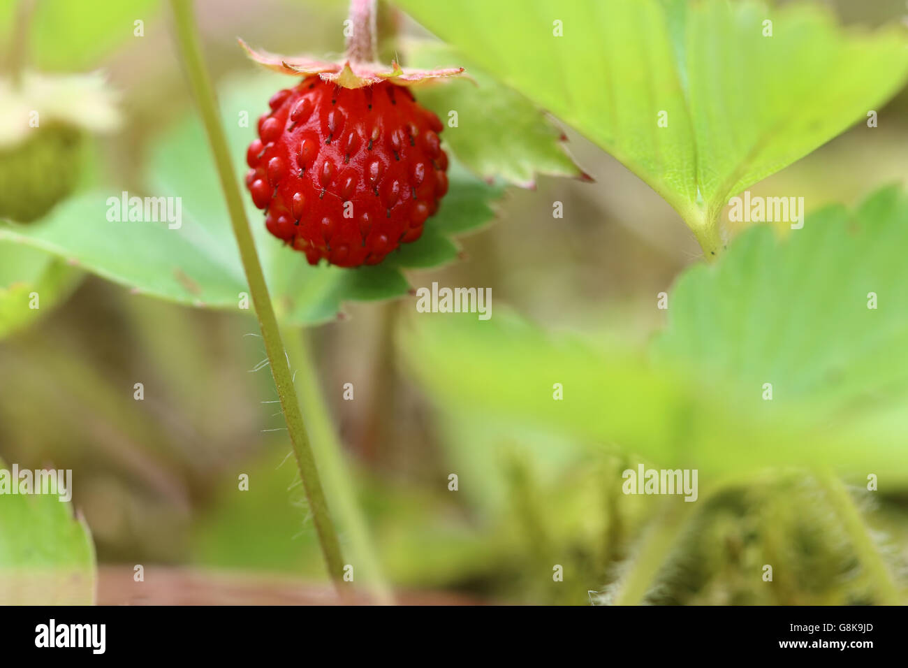 Fraise des bois Banque de photographies et d’images à haute résolution ...