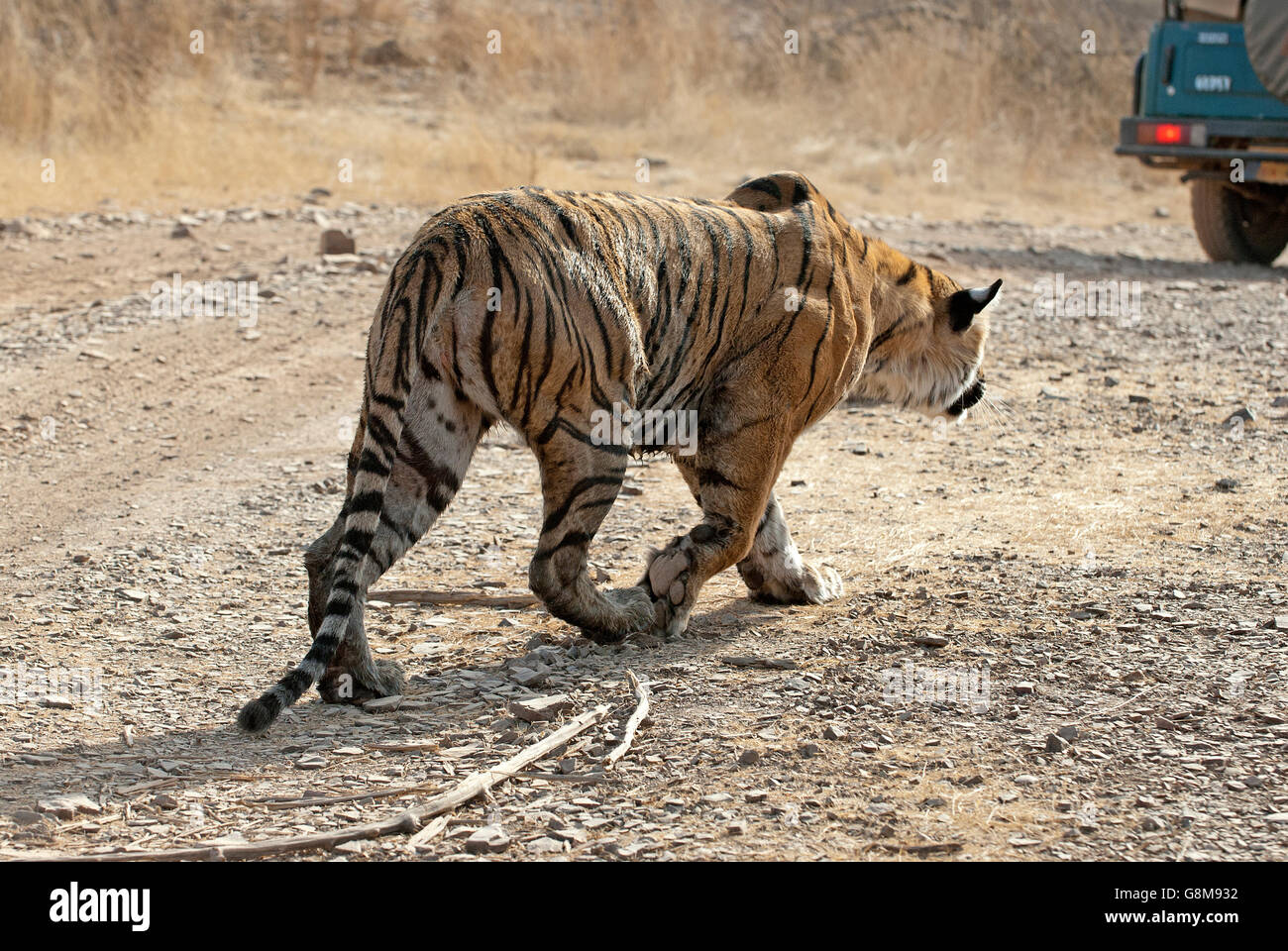 Chasse au tigre dans la jungle indienne Banque de photographies et d ...