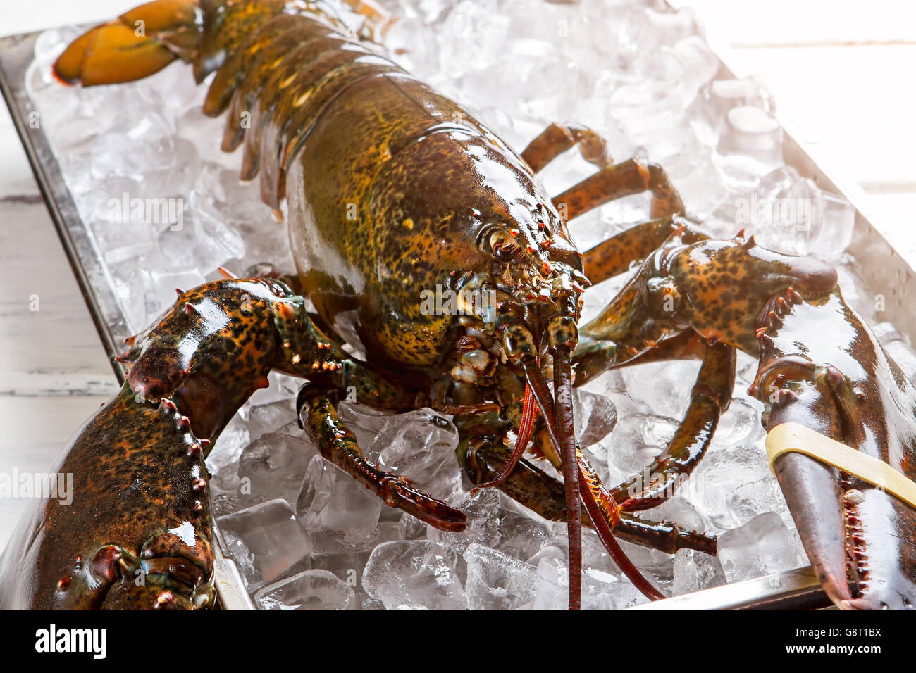 Homard cru Banque de photographies et d’images à haute résolution - Alamy