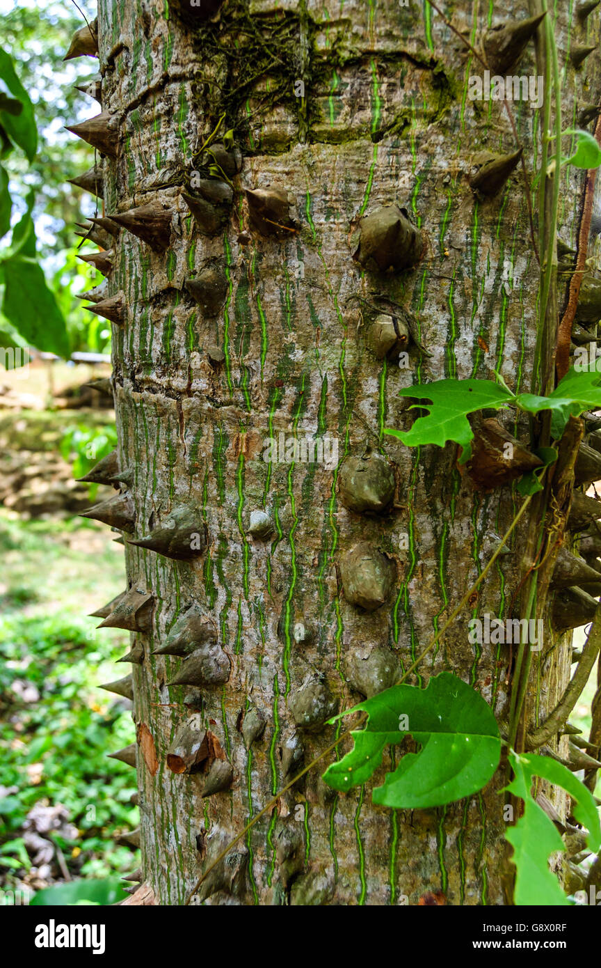 Maya ceiba Banque de photographies et d’images à haute résolution - Alamy