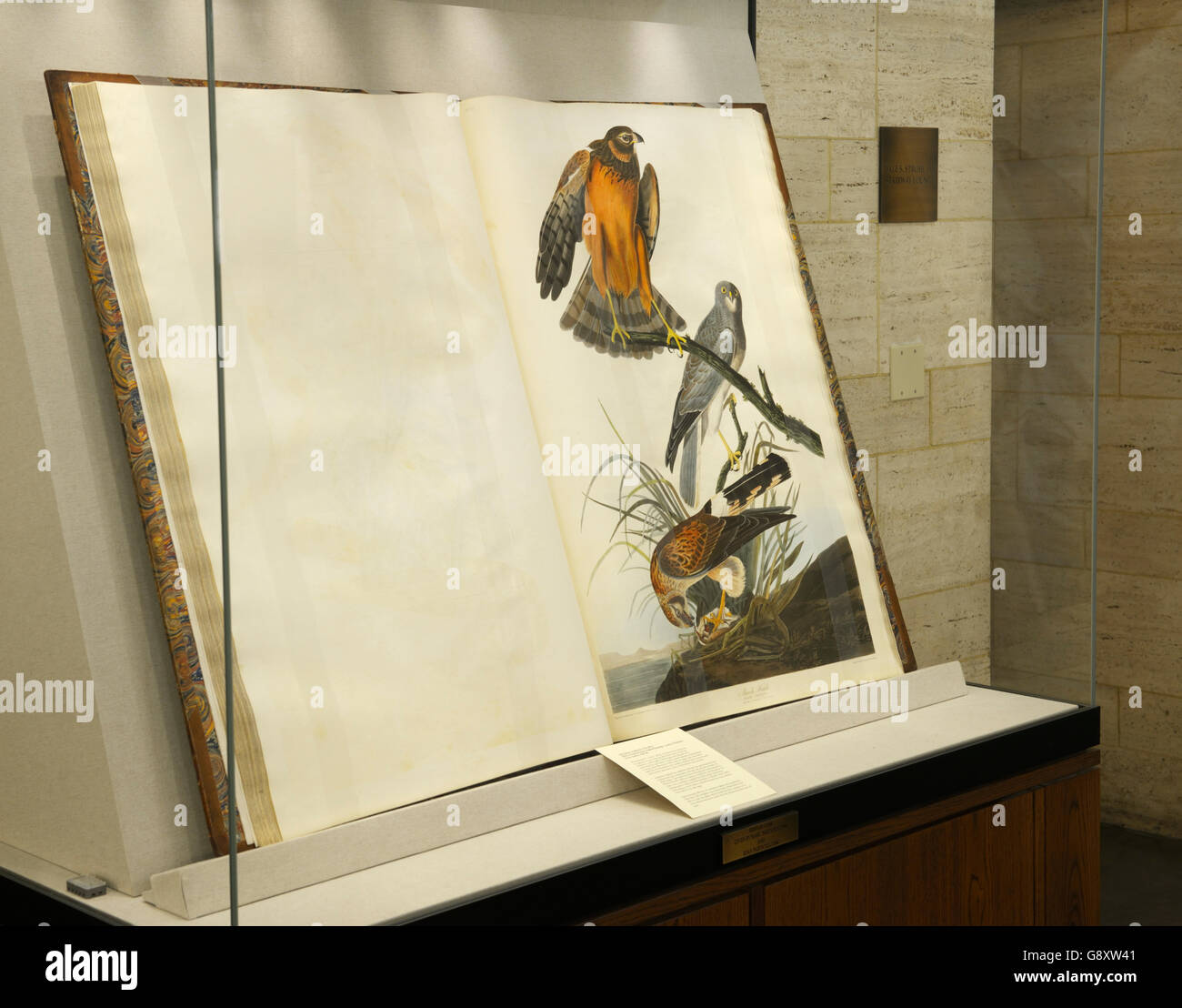 John James Audubon Birds Of America Banque d'image et photos - Alamy
