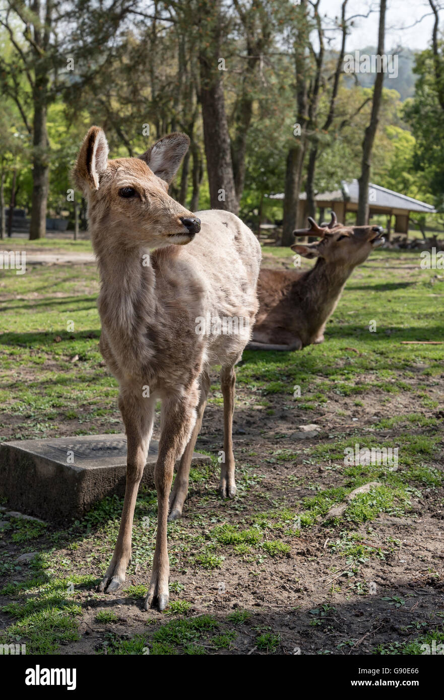Tame japanese deer Banque de photographies et d’images à haute ...