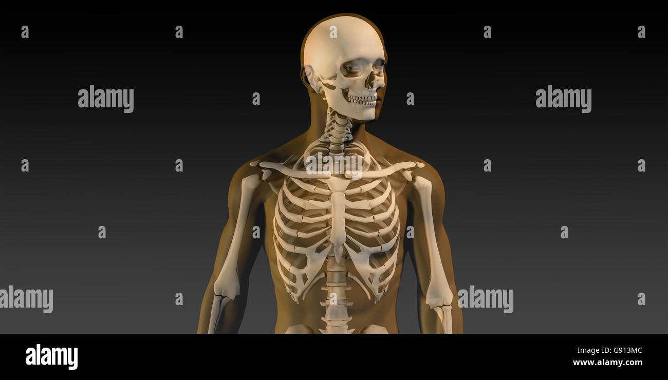 L'anatomie humaine avec les muscles et squelette Visible Art Photo ...