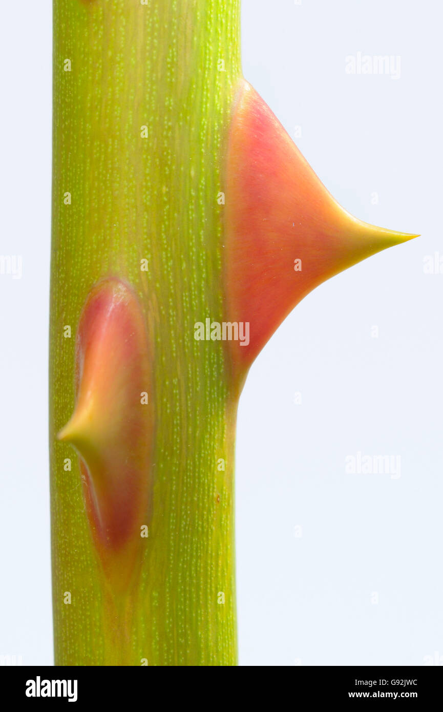 épine de roses Banque de photographies et d’images à haute résolution ...