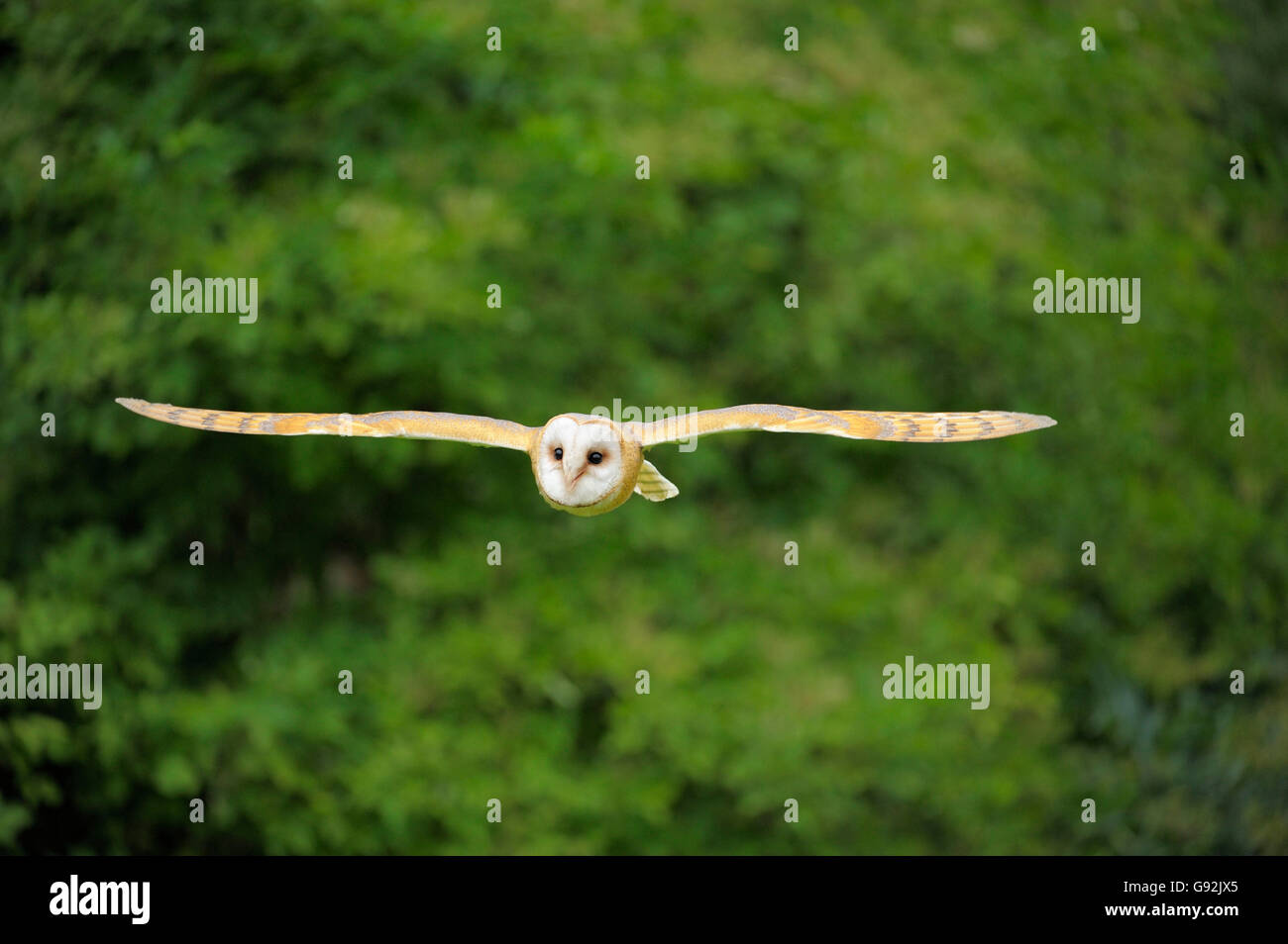 Images Chouette Effraie Banque d'image et photos - Alamy