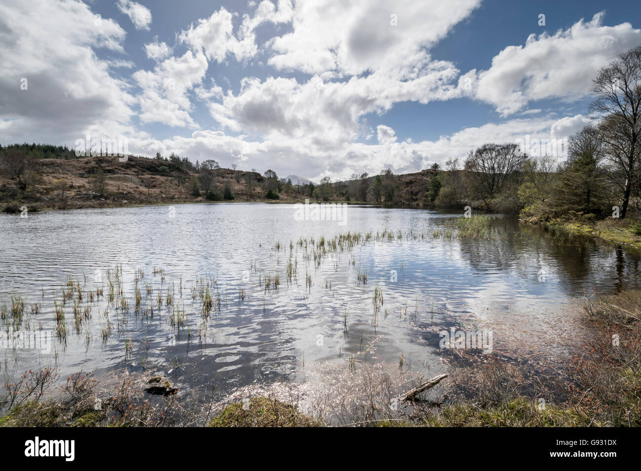Gwydir forest park Banque de photographies et d’images à haute ...
