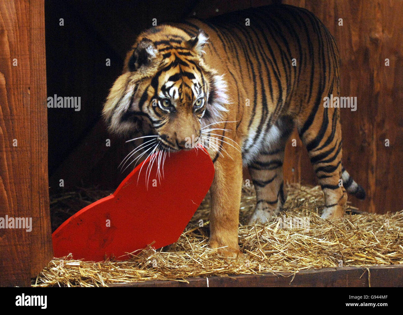 Un tigre sumatran femelle Banque de photographies et d’images à haute ...