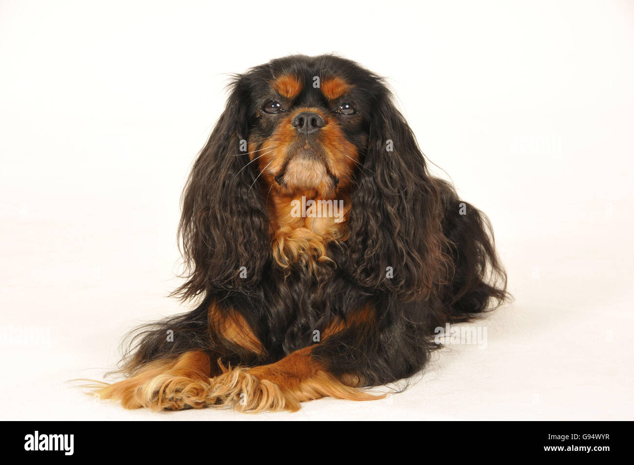 Black tan cavalier king charles Banque de photographies et d’images à ...