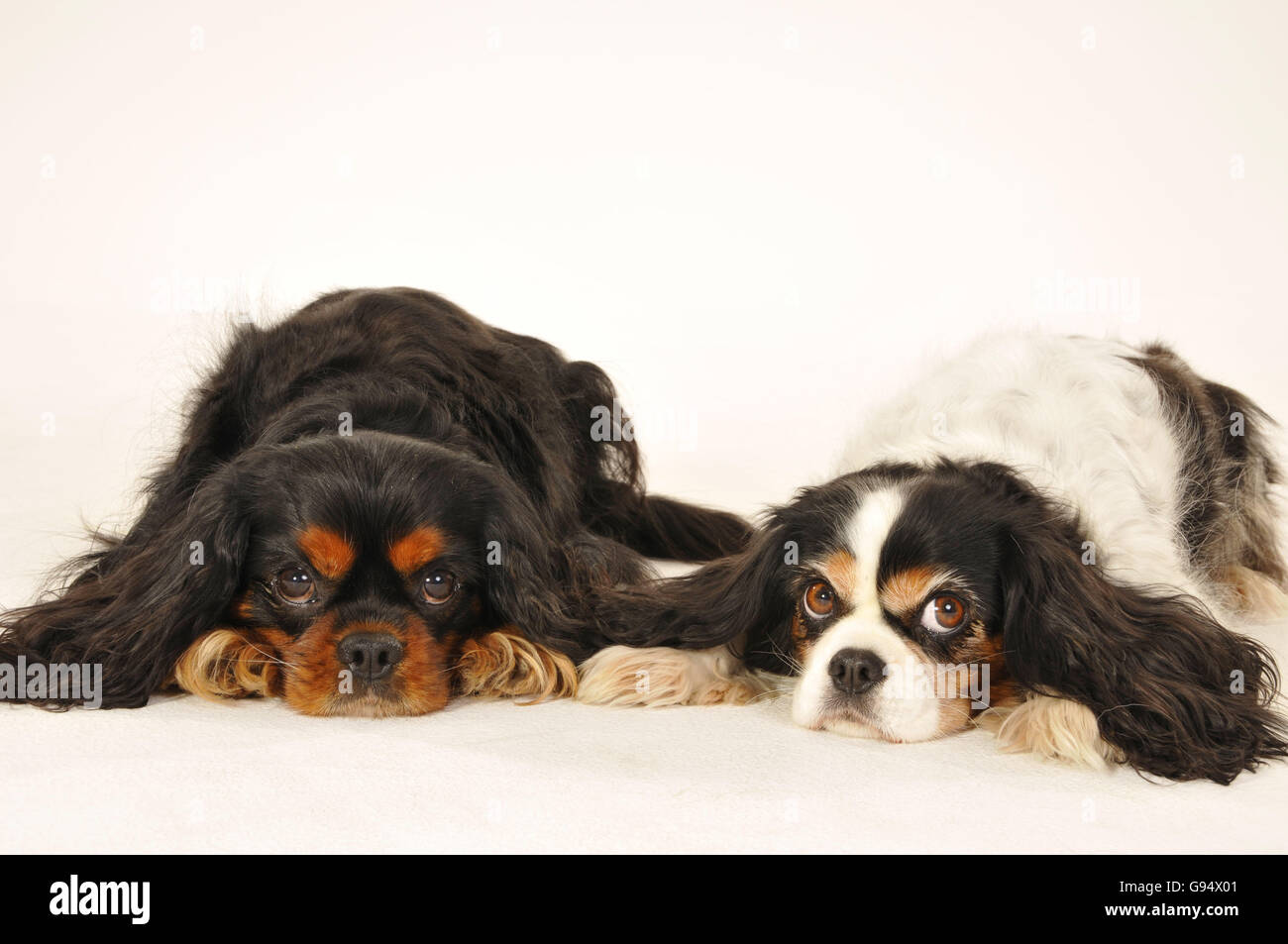 Cavalier king charles spaniel black Banque de photographies et d’images ...