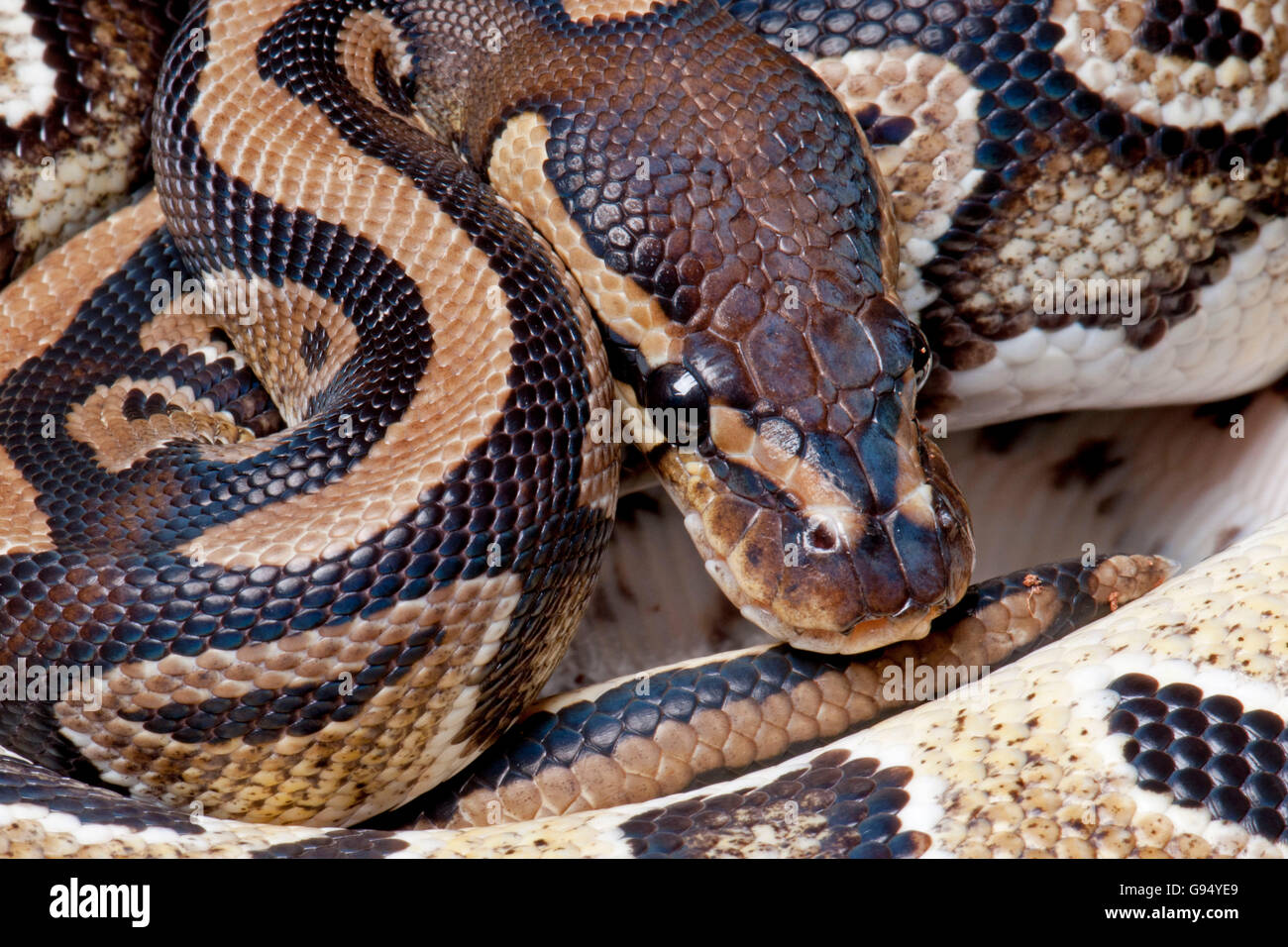 Python royal Banque de photographies et d’images à haute résolution - Alamy
