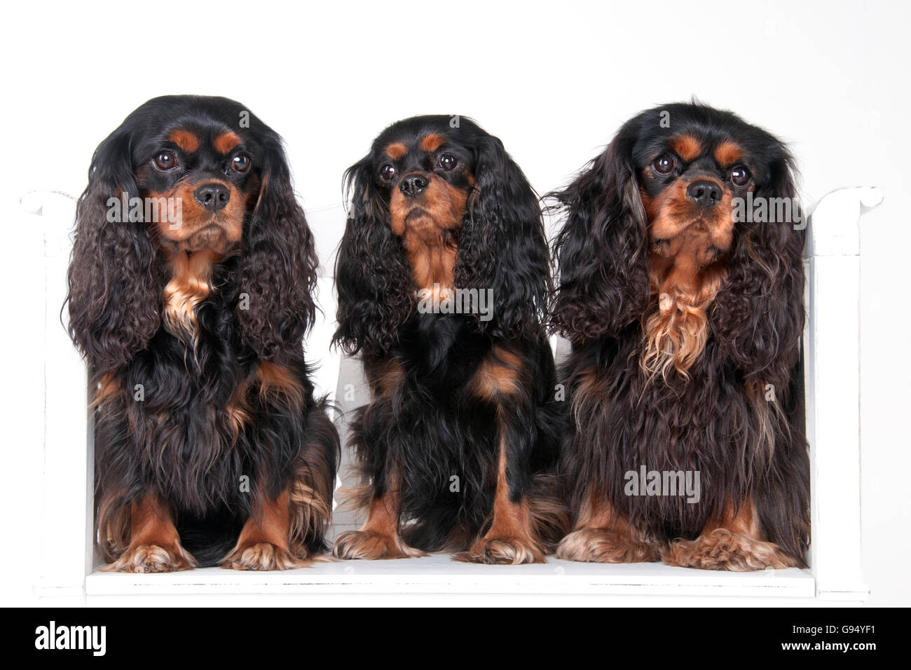 Black tan cavalier king charles Banque de photographies et d’images à ...