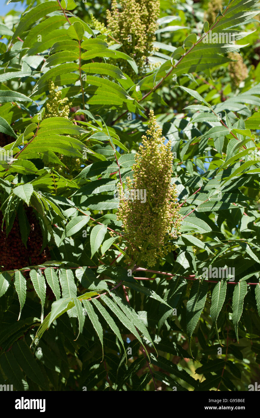 Rhus tree japanese wax tree Banque de photographies et d’images à haute ...