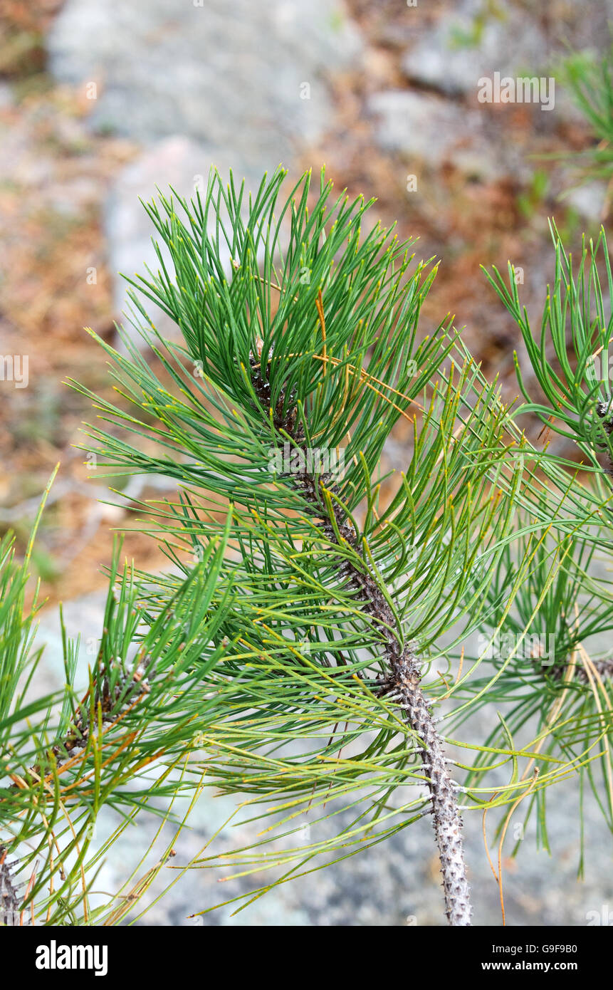Pointe d'une branche de pin rouge (Pinus resinosa) en décembre Photo ...
