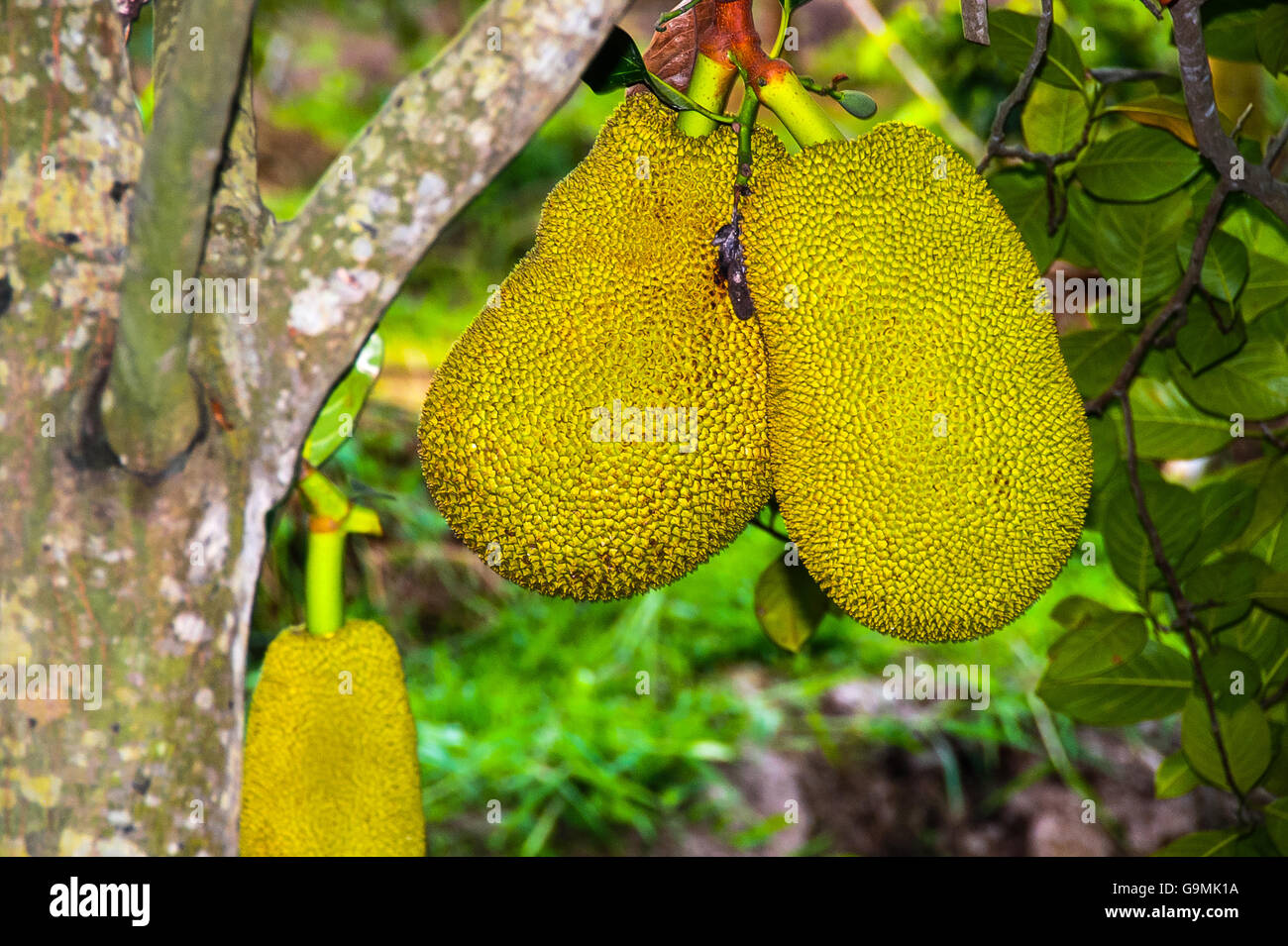 Jack fruit Banque de photographies et d’images à haute résolution - Alamy