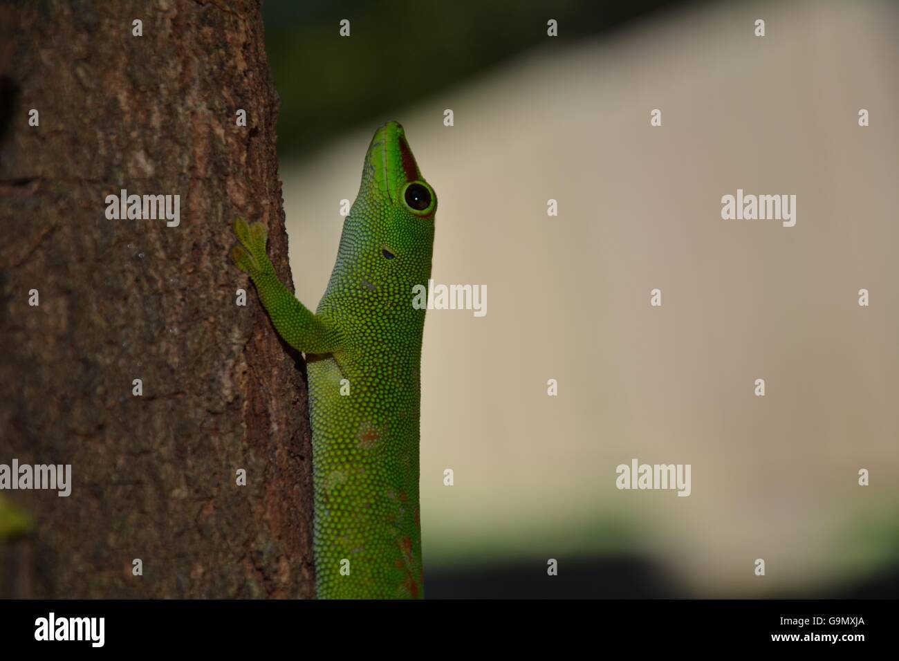 Gecko vert Banque de photographies et d’images à haute résolution - Alamy