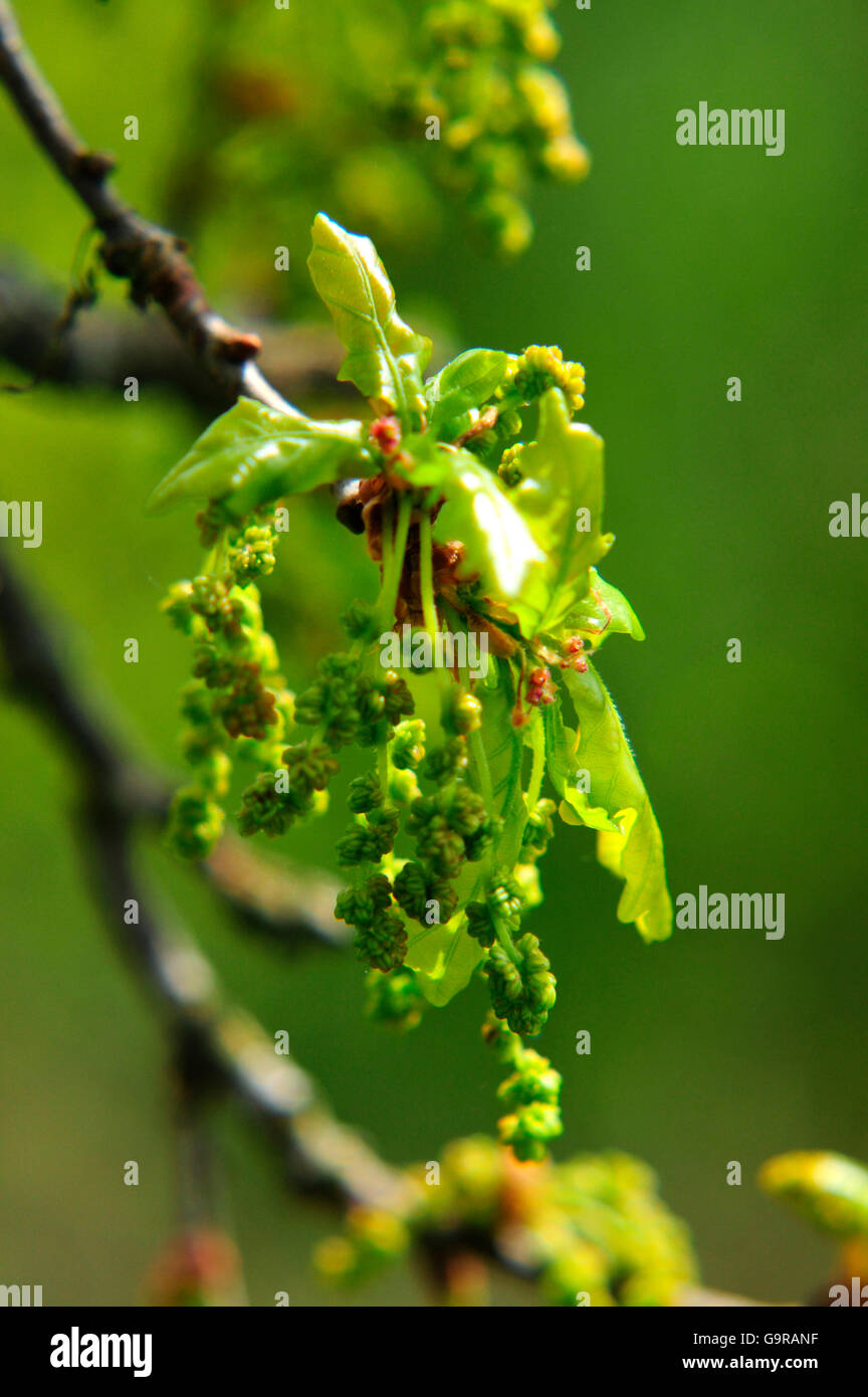 Arbre de chêne, les fleurs / Quercus (spec Photo Stock - Alamy