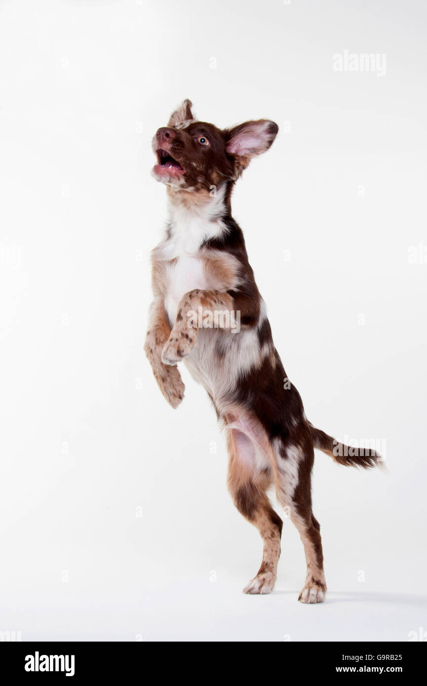 Chiots berger australien merle Banque de photographies et d’images à ...