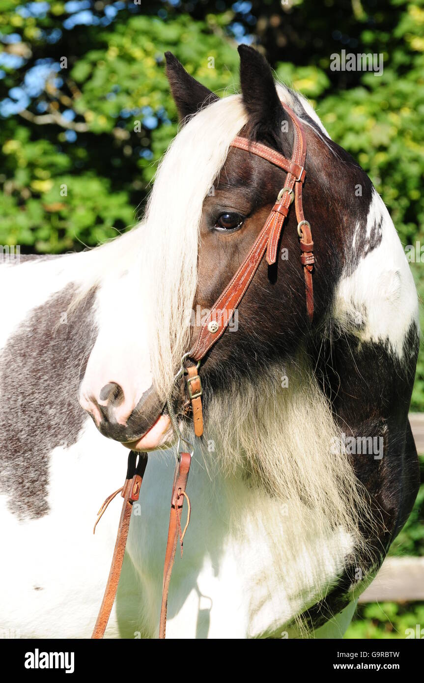 Irish Tinker Mare Banque d'image et photos - Alamy
