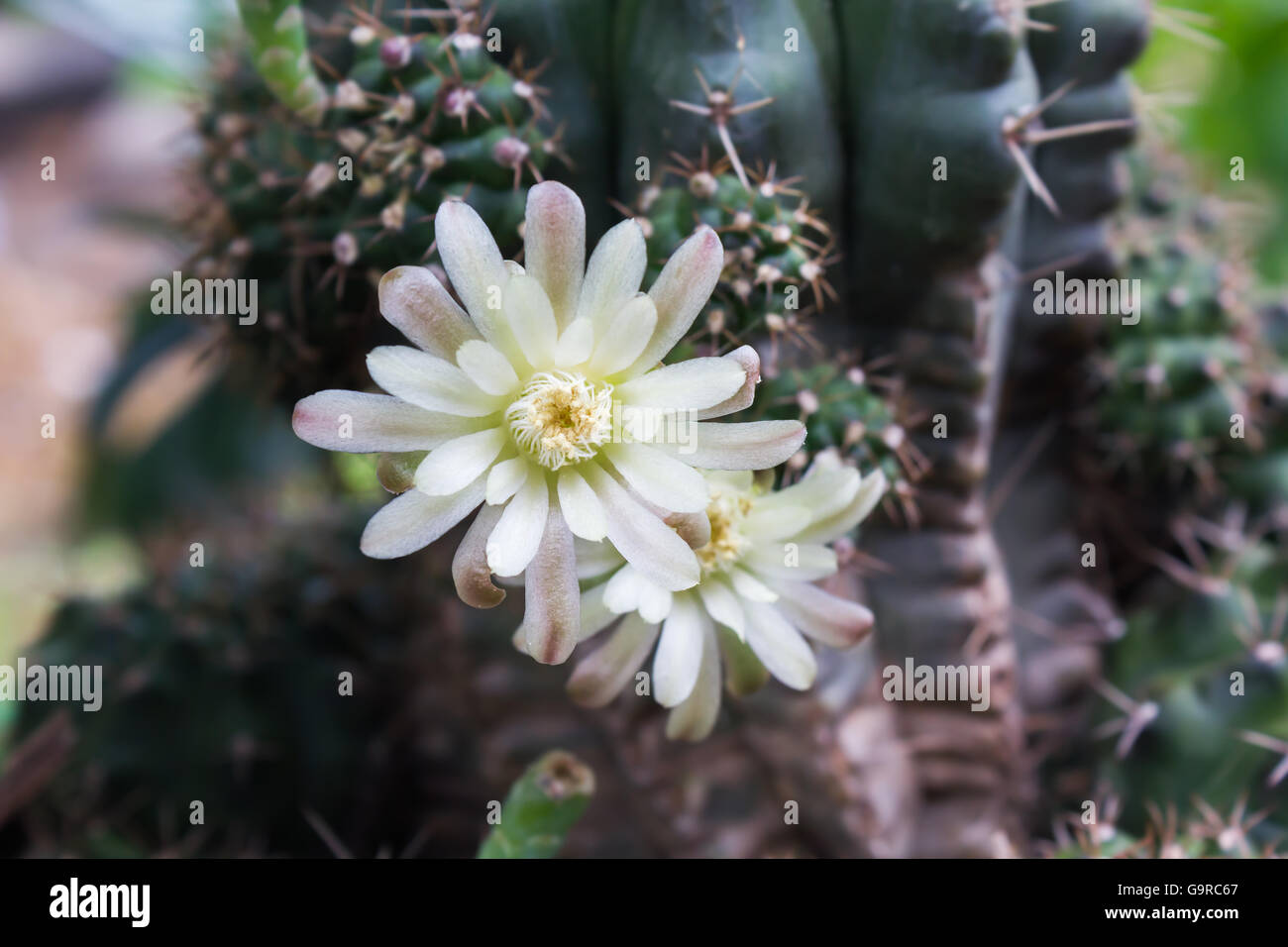 Fleurs de cactus sur l'arbre dans l'humeur douce,Mila ou libre de fleur de cactus et espace ...