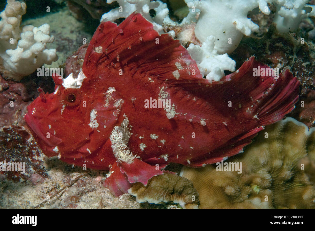 Taenianotus triacanthus poissons papier / (feuille) / Poisson, Poisson ...