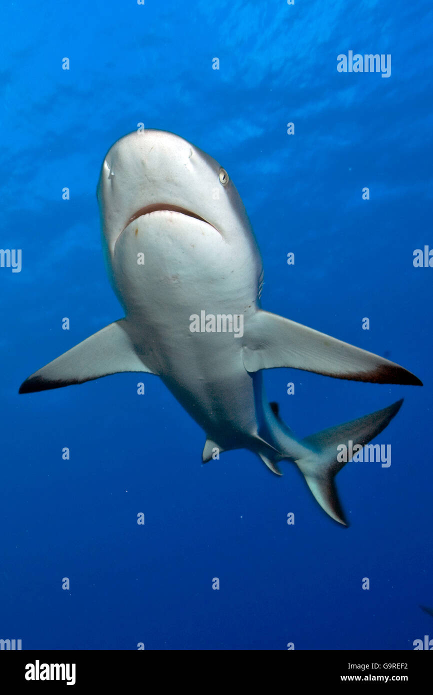Requin gris de récif, Yap, Micronésie (Carcharhinus amblyrhynchos ...