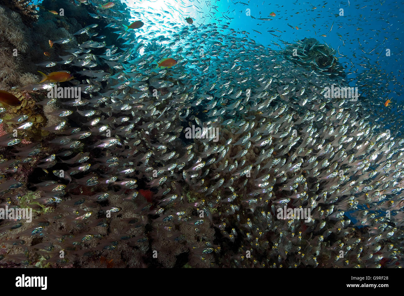 Glas fish Banque de photographies et d’images à haute résolution - Alamy