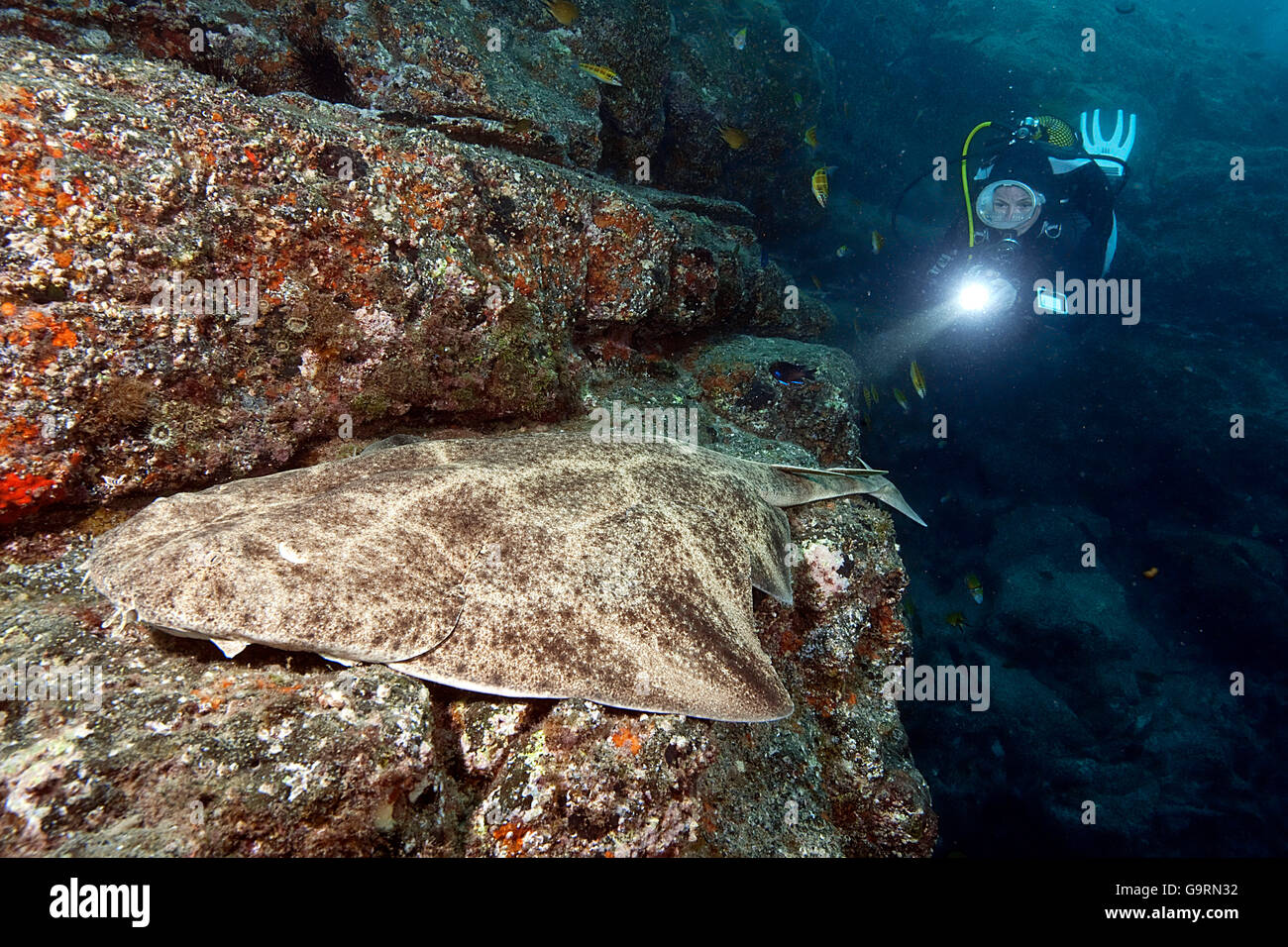 Requin ange squatina squatina Banque de photographies et d’images à ...