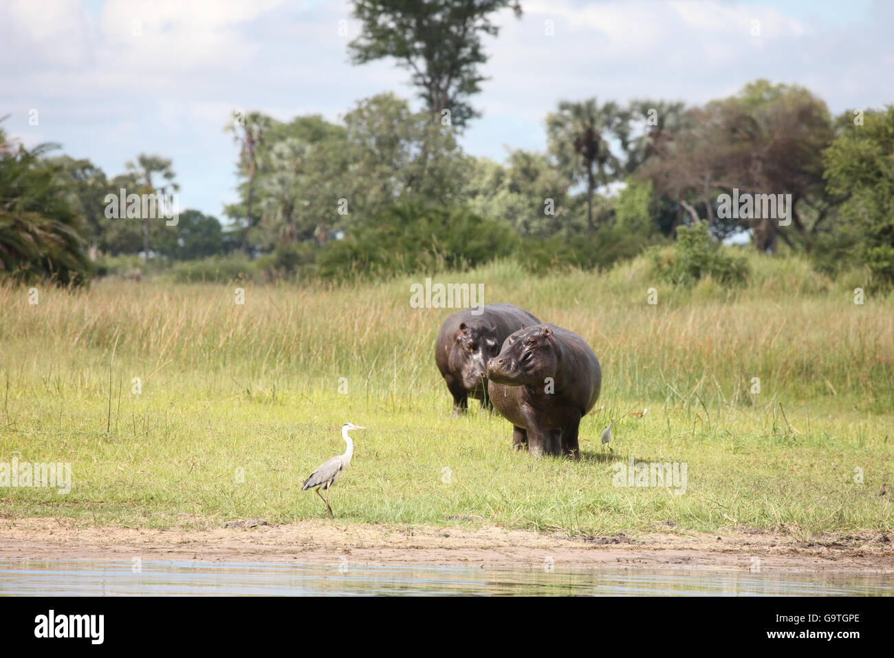 En Afrique Botswana sauvage africaine savane Hippo mammifère animal ...