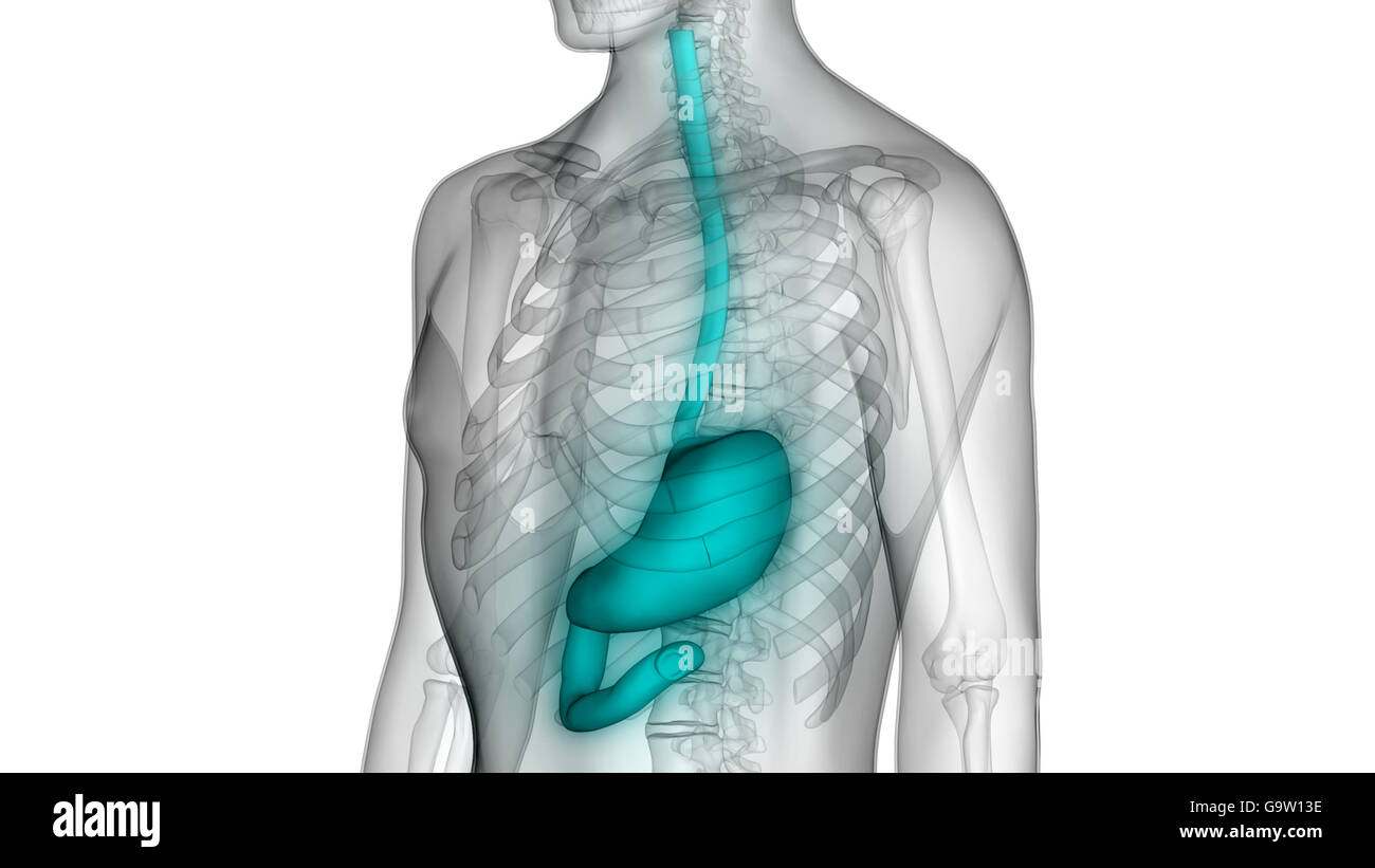 Système digestif humain Anatomie de l'estomac Photo Stock - Alamy