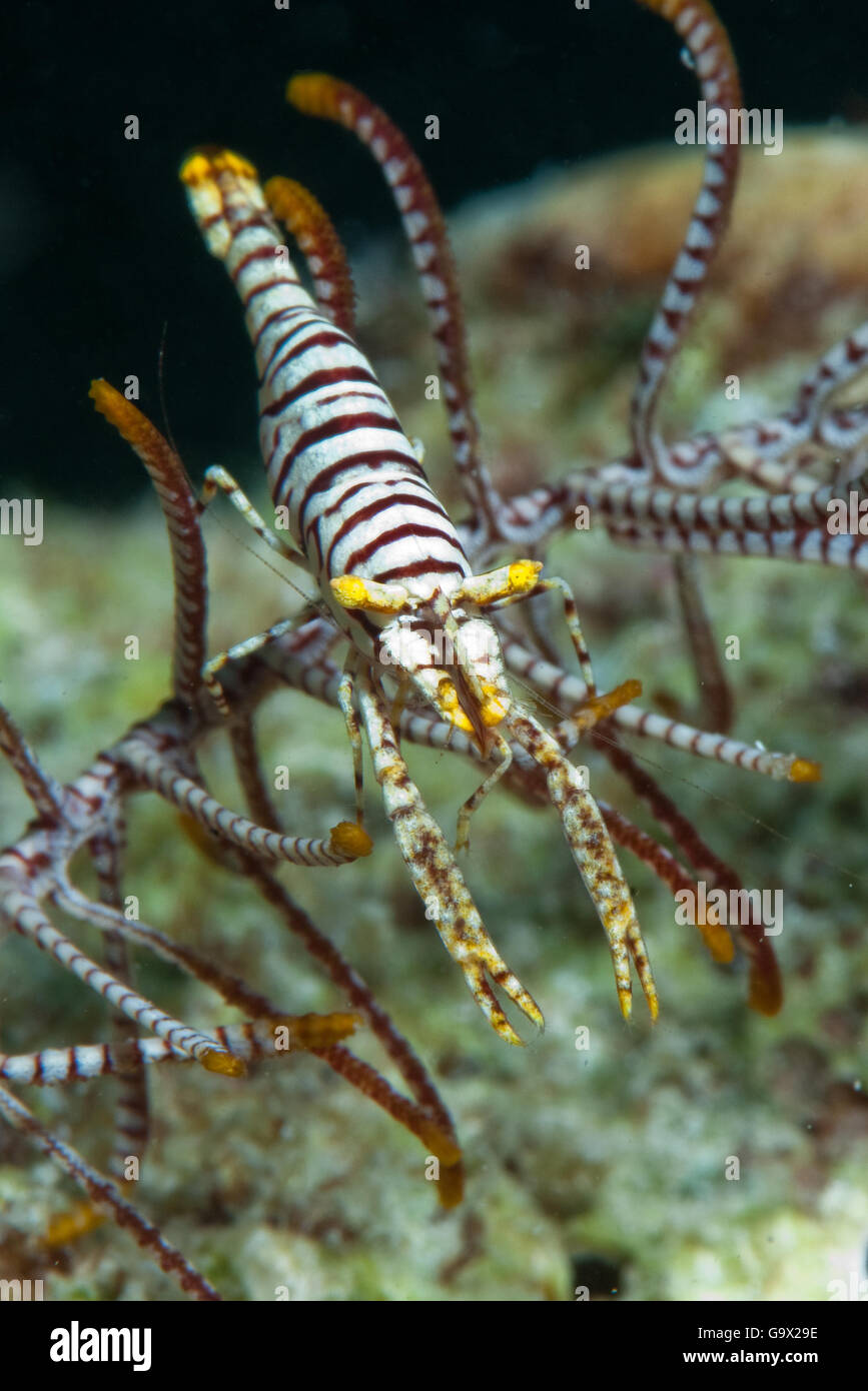 Leopard crinoid shrimp Banque de photographies et d’images à haute ...