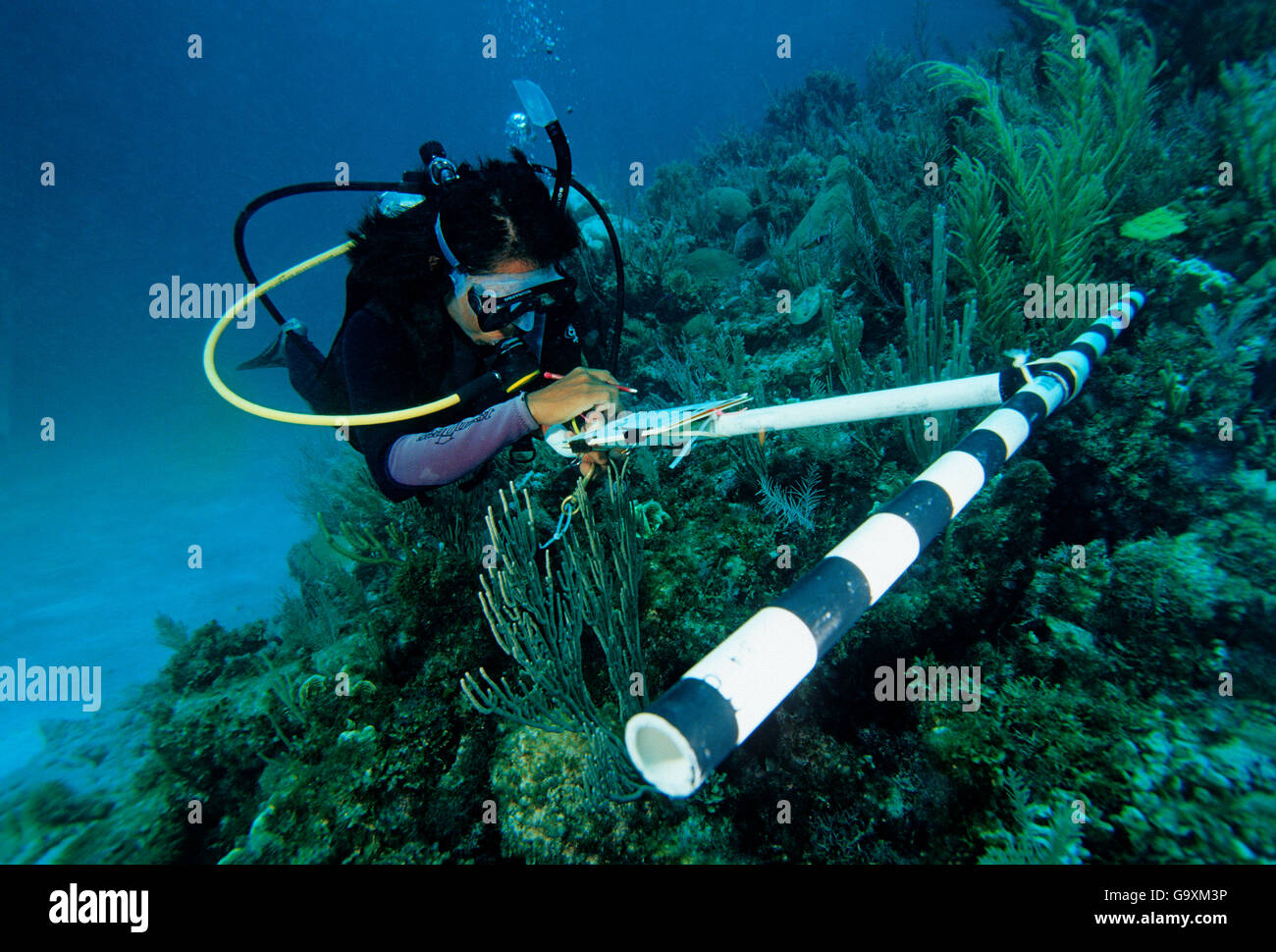 Scientist examining coral reef pour étude de la population de poissons ...