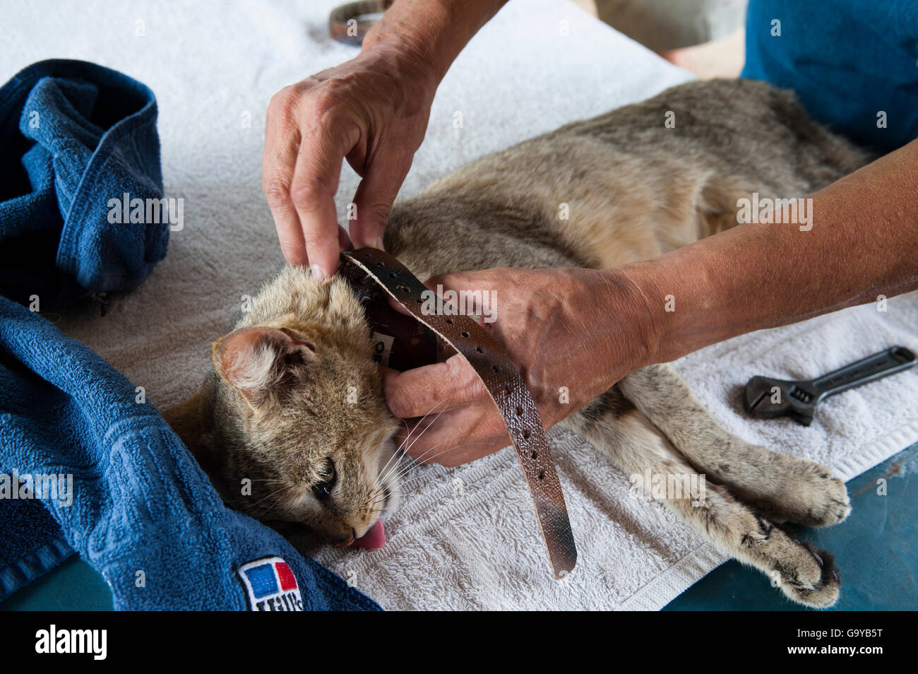 Chat Sauvage Africain (Felis silvestris lybica), avoir un collier mis ...