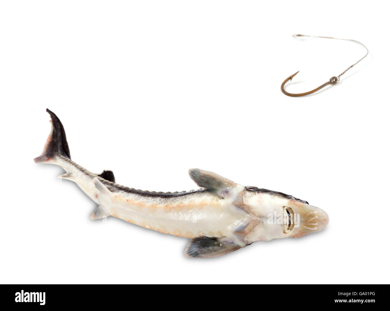 Poisson mangeable Banque de photographies et d’images à haute ...