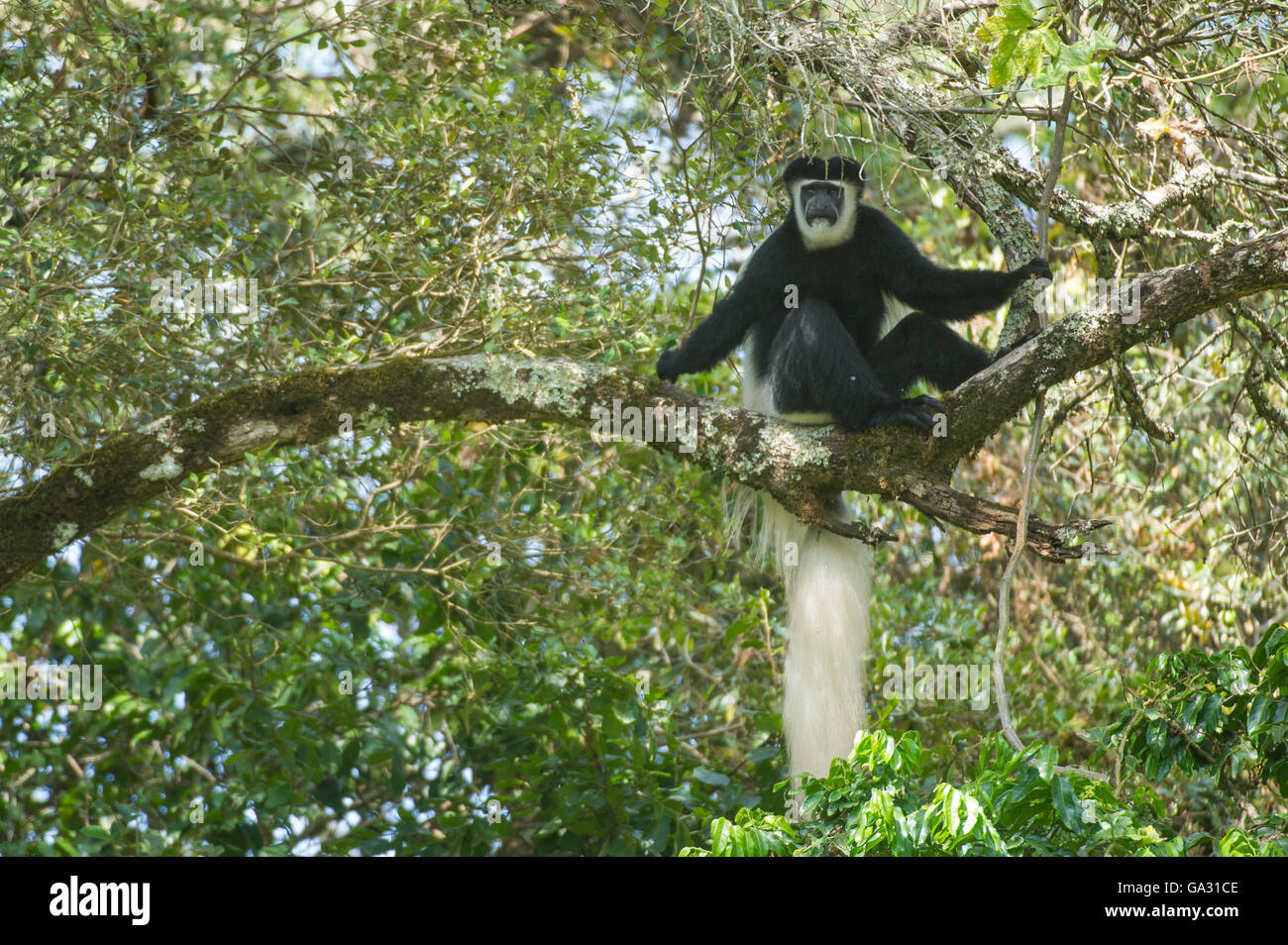 Le Colobe noir et blanc (Colobus guereza), Parc National d'Arusha ...