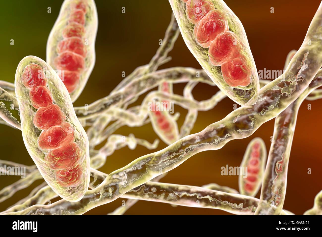 Illustration d'ordinateur de Trichophyton mentagrophytes, la cause du ...