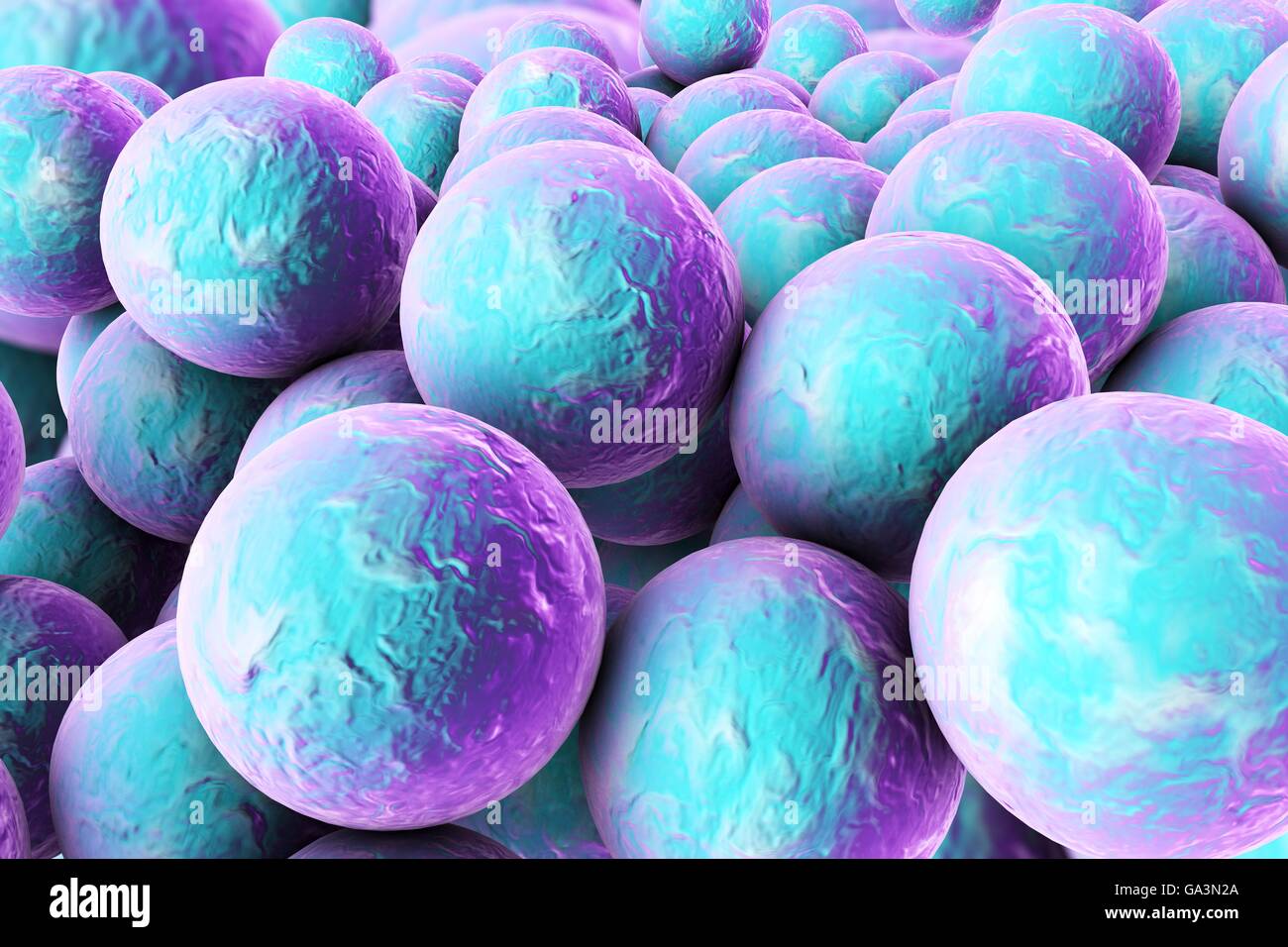 Illustration d'ordinateur de bactéries Staphylocoques (Staphylococcus ...