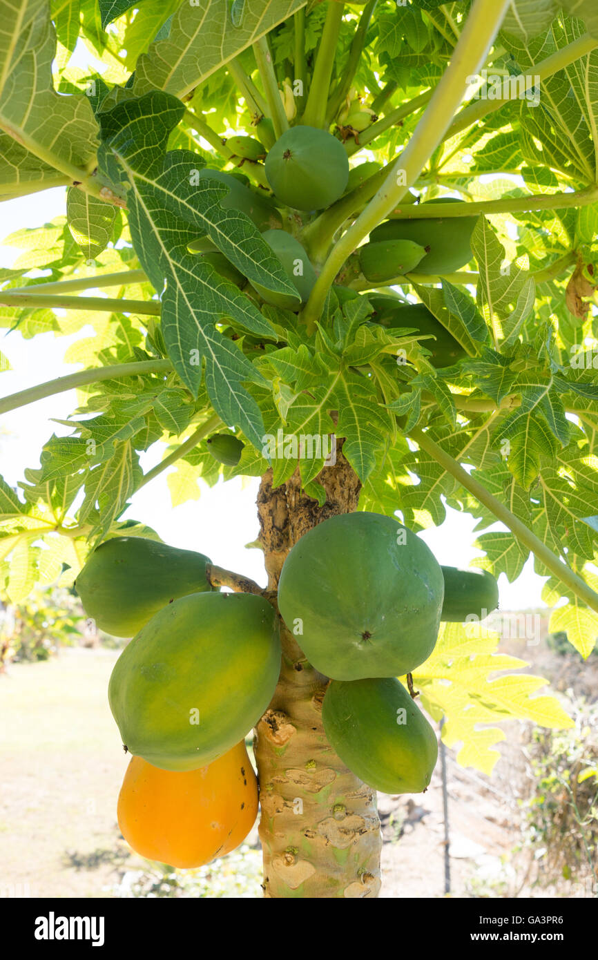 Papaye / papayer dans jardin avec maturité et fruit non mûr Photo Stock ...