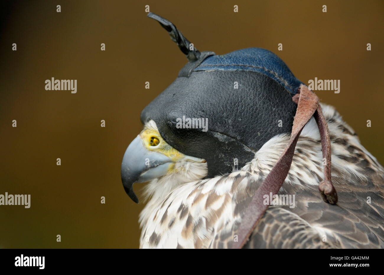 Le faucon gerfaut et le faucon sacre hybride avec hood / (Falco ...