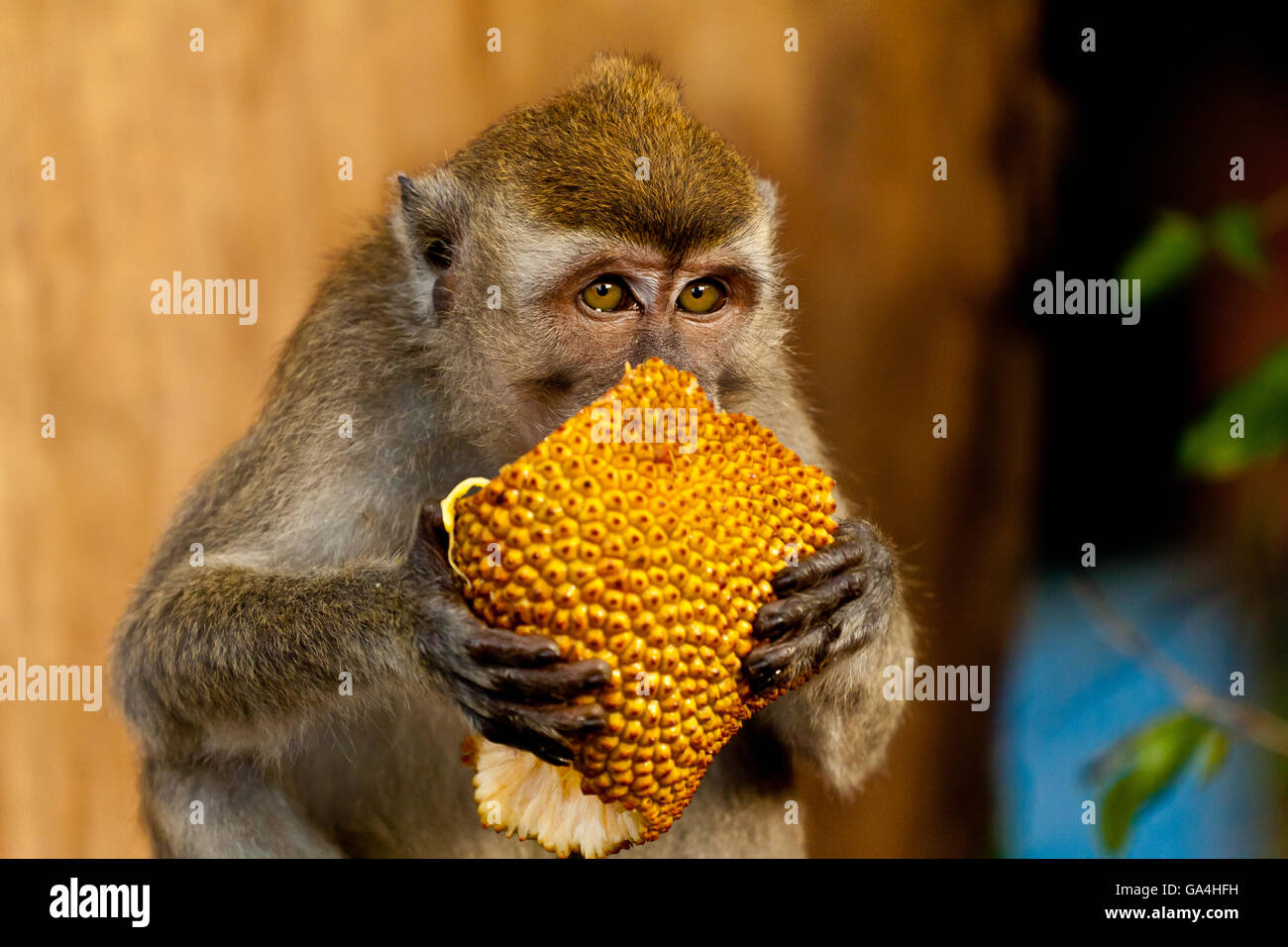 Le singe mange des fruits Banque de photographies et d’images à haute ...