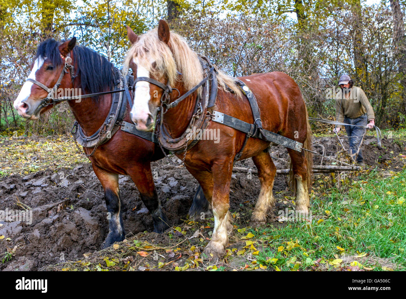 Farmer ploughing field Banque de photographies et d’images à haute ...