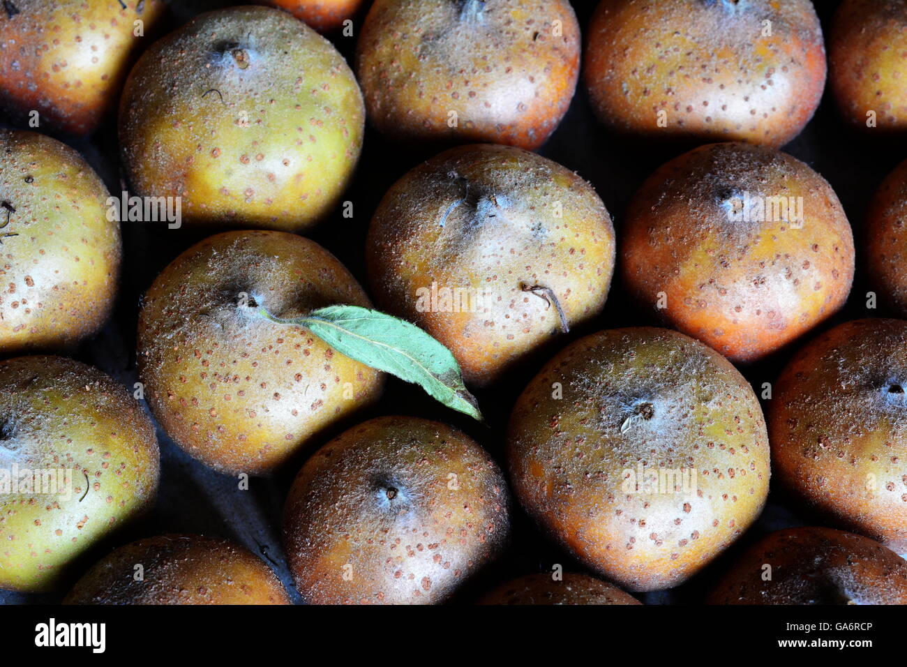 Fruits de néflier Banque de photographies et d’images à haute ...
