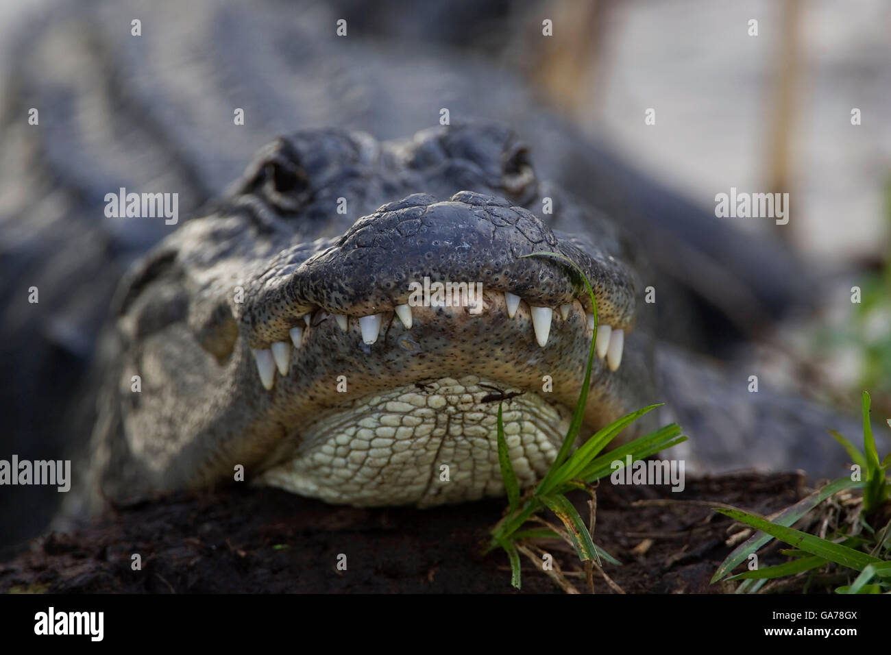 Alligator roar Banque de photographies et d’images à haute résolution ...