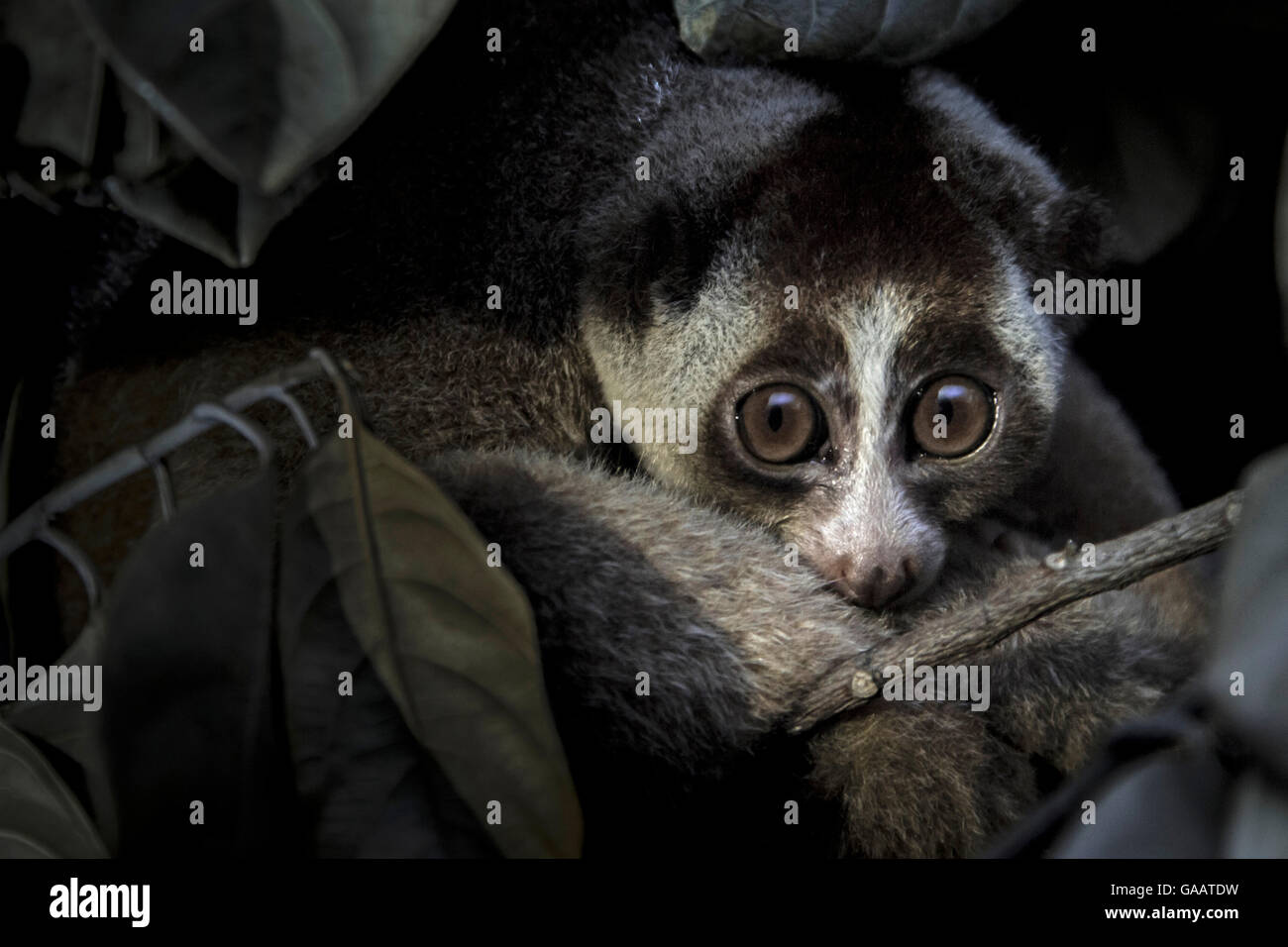Le loris lent de java Banque de photographies et d’images à haute ...