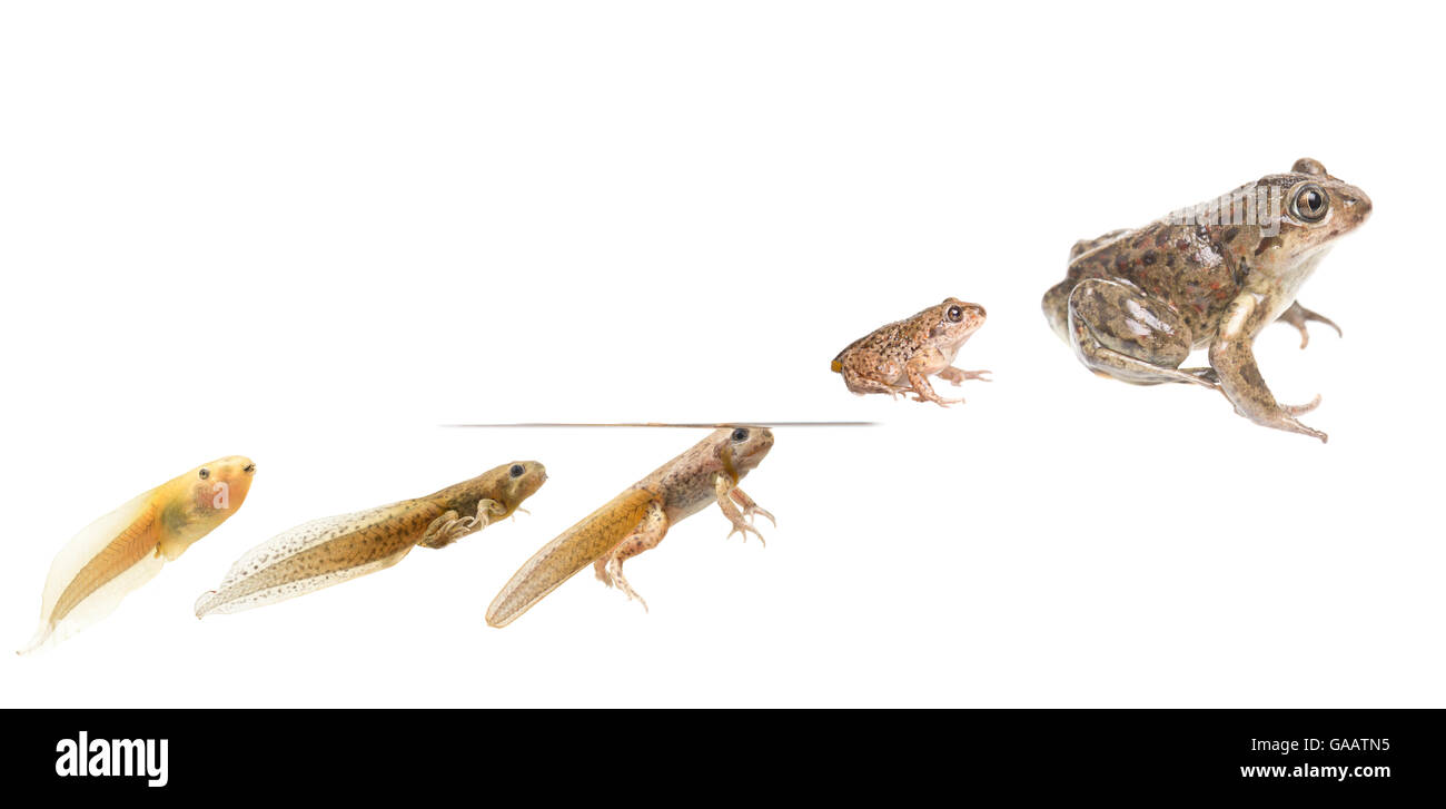 Cycle de vie du crapaud Banque d'images détourées - Alamy