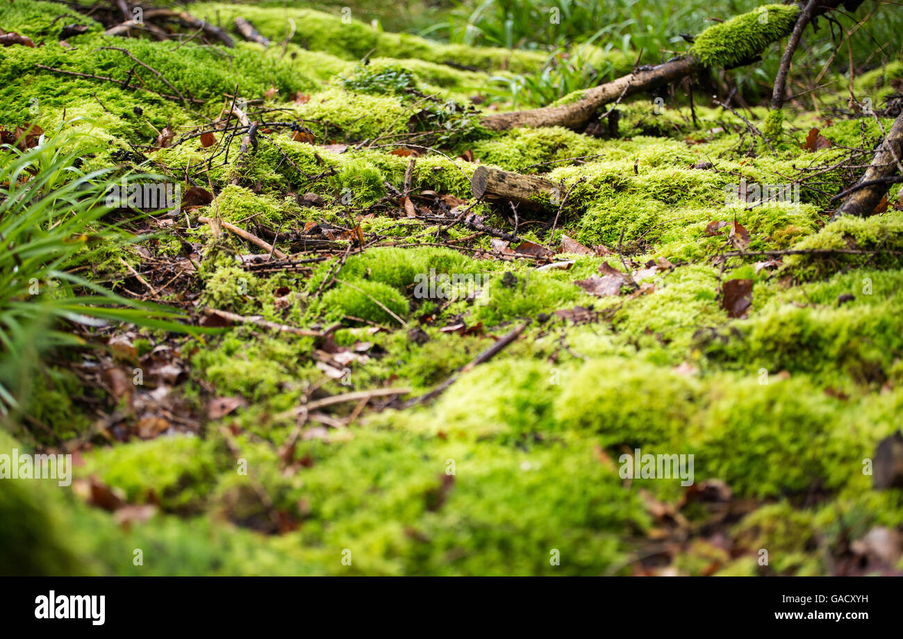 Mousse verte foret Banque de photographies et d’images à haute ...