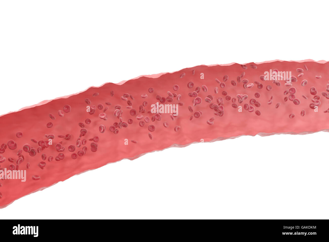 Les globules rouges coupés en passant par les veines du système ...