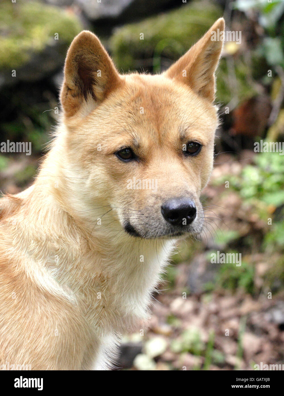 Chien jindo Banque de photographies et d’images à haute résolution - Alamy