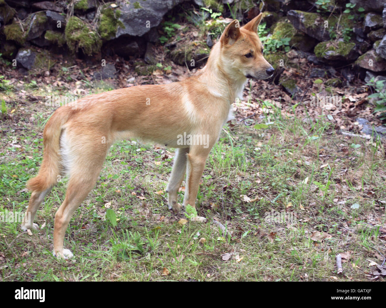 Race de chien jindo Banque de photographies et d’images à haute ...